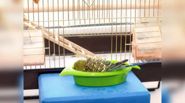 Tips to take care of pet birds in summers