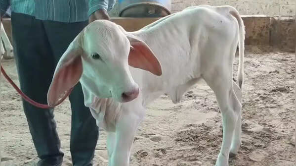 8 most popular cow breeds found in India