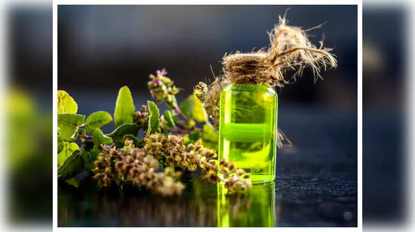 What is the difference between Basil and Holy Basil