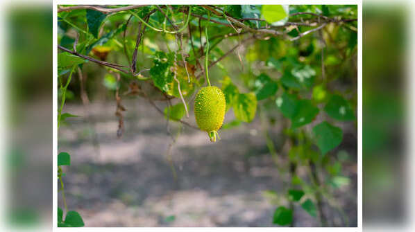 What is Kantola and what are the benefits of this monsoon vegetable