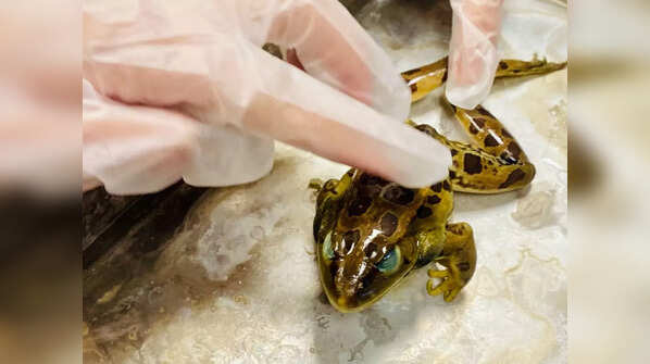 All about the unique ritual of frog weddings in India