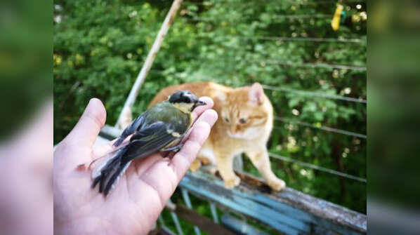 Tips to take care of pet birds in summers