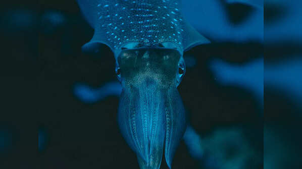 7 animals that do not have bones