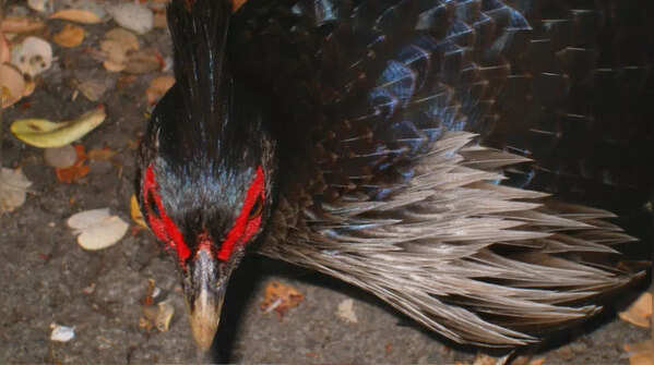 This beautiful bird was declared the state bird of Jammu and Kashmir