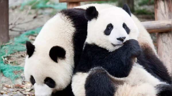 10 innocent-looking animals that actually bite hard