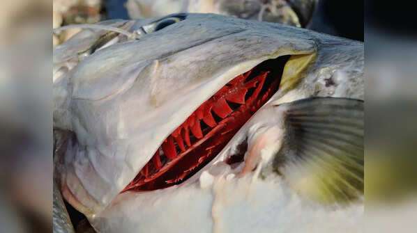 5 Simple hacks to check freshness of fish during Monsoons