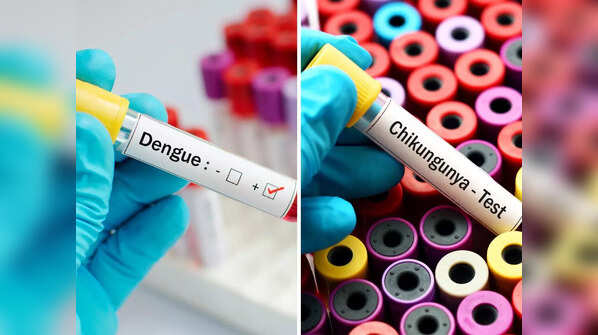 Chikungunya versus Dengue: How their symptoms differ