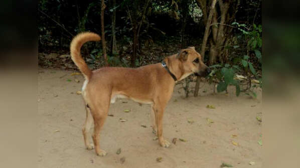Dog breeds that are native to India