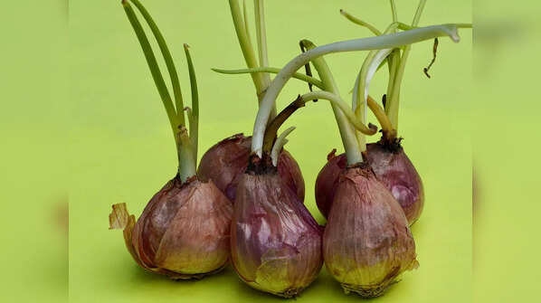 How to prevent onions from sprouting in the summer
