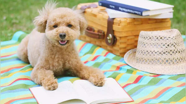 From Labrador to Border Collie: 5 smartest and friendliest dog breeds ...