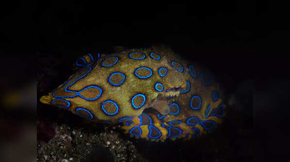 The venom of this octopus can kill 20+ humans within minutes