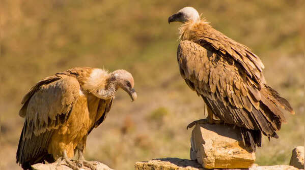 7 scary-looking animals that are harmless to humans in reality