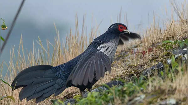 This beautiful bird was declared the state bird of Jammu and Kashmir