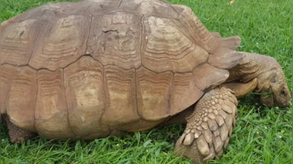 Top 5 longest living turtles in the world that span centuries