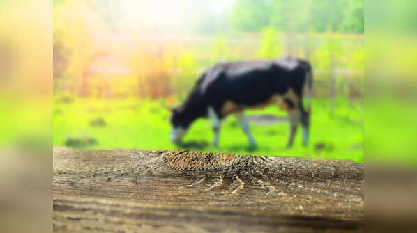 Punganur Cow: The world’s smallest and cutest cattle breed from India