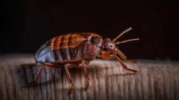 7 blood-sucking creatures that live around us