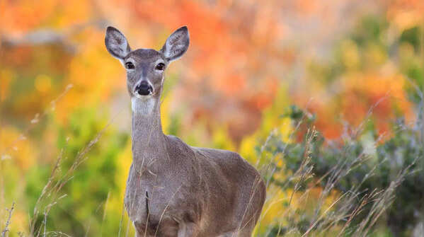10 largest deer species in the world