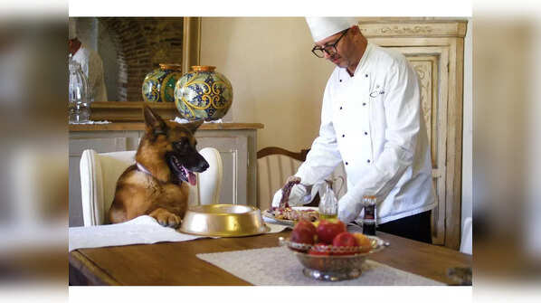 6 celebrity pets and their super luxurious lifestyle