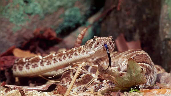 10 scariest snakes that are known to lurk around backyards