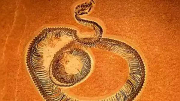 47 million years old Vasuki Indicus snake discovered in India: 5 things ...