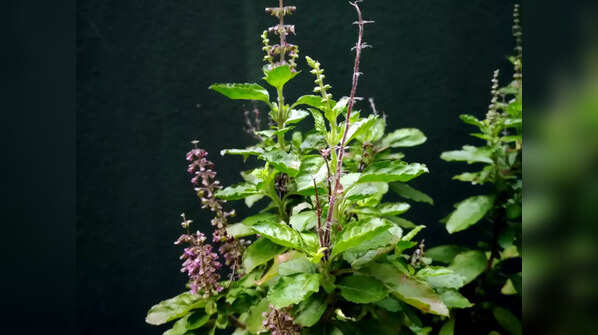 Clove & Tulsi Benefits: 9 reasons to have clove and tulsi on an empty ...