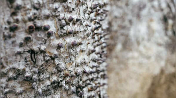 From suicide tree to stinging tree: 7 poisonous trees you should never ...