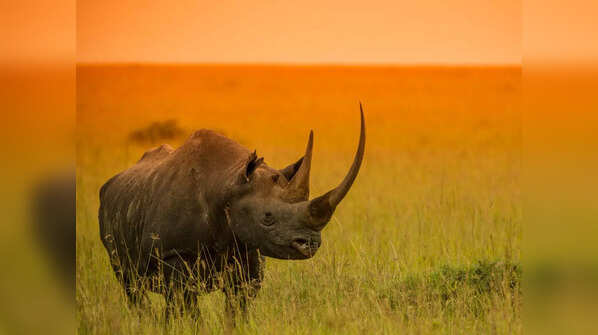 Elephant, Lion, Tiger or Rhino: Which is the strongest animal of the wild