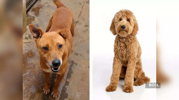 Here's how mutts and designer dogs are different