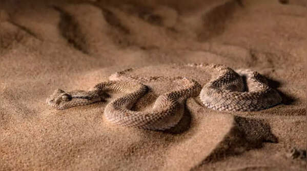 10 scariest snakes that are known to lurk around backyards