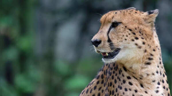 7 types of Cheetahs found around the world