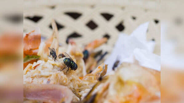 This is the 'gross thing' that flies do when they sit on your food