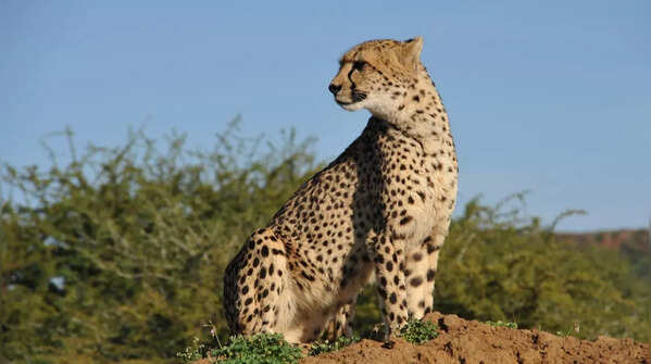 7 types of Cheetahs found around the world