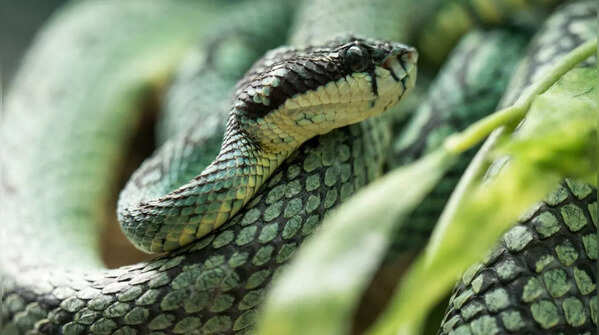 Top 10 most dangerous snakes in the world