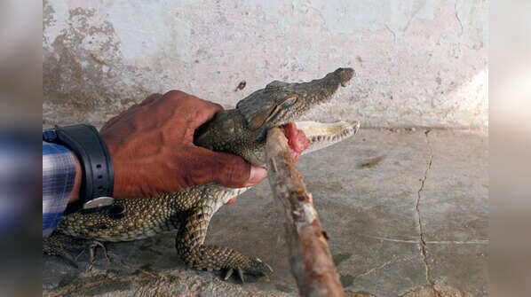 The crocodiles of Manghopir