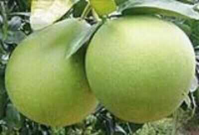 BM SAVEUR: DEVANAHALLI CHAKKOTHA