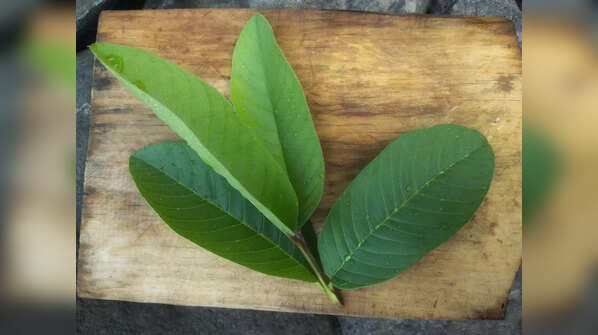 How to use guava leaves in our regular life to get the most benefits