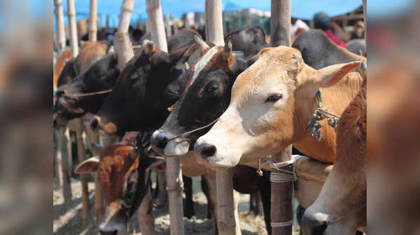 Punganur Cow: The world’s smallest and cutest cattle breed from India