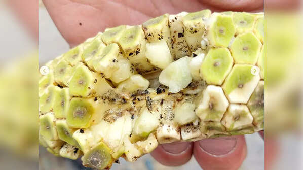 VIRAL: All you need to know about Monstera Deliciosa fruit, its ...