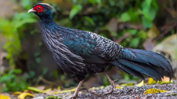 This beautiful bird was declared the state bird of Jammu and Kashmir
