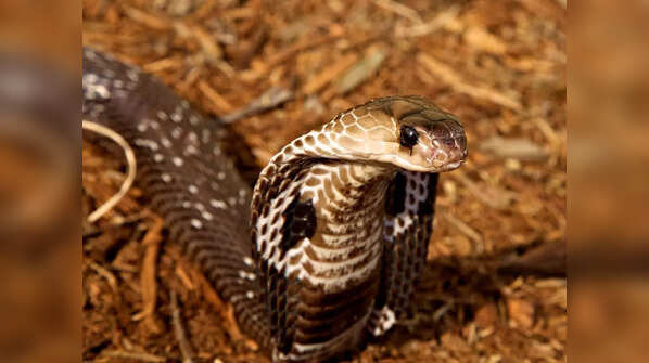 10 most poisonous snakes found in India