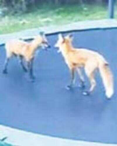 Fox cubs sneak into garden and bounce on trampoline