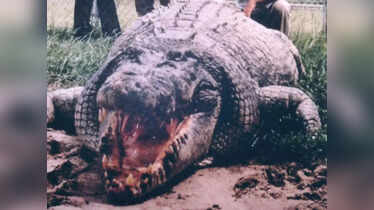Largest Crocodile Ever Captured Alive