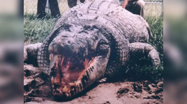 10 largest crocodiles in the world