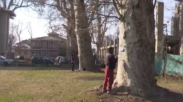 Kashmir's natural heritage: Chinar trees to be geo-tagged with unique ...