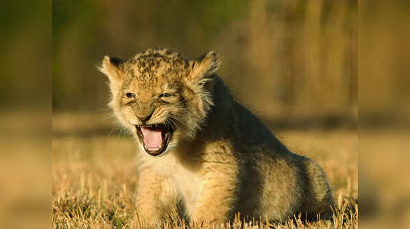IUCN Green Status assessment: Lion population declining in Africa and India