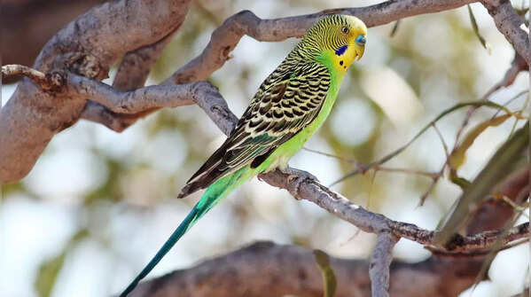 7 best types of talking pet birds