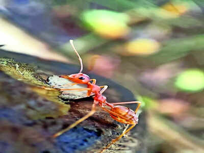 Like ants at a picnic