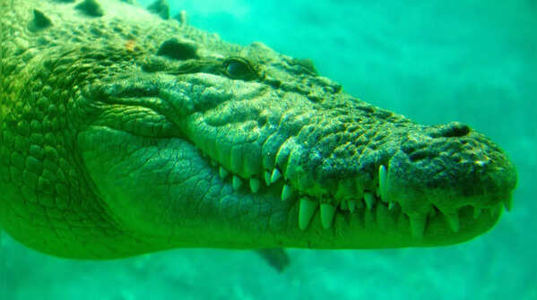 10 largest crocodiles in the world