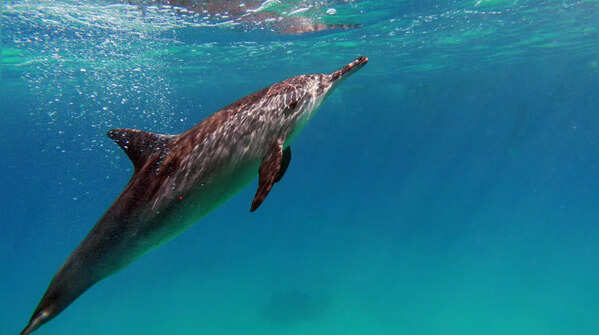 6 most adorable and super cute dolphins in the world