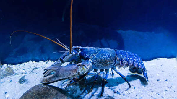 10 animals with blue blood around the world